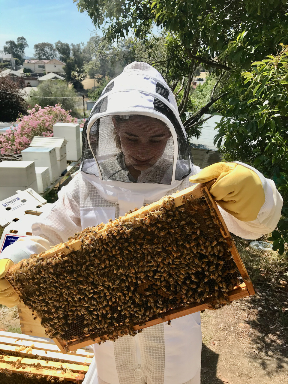 5 Frame Bee Nuc Bee starter colony