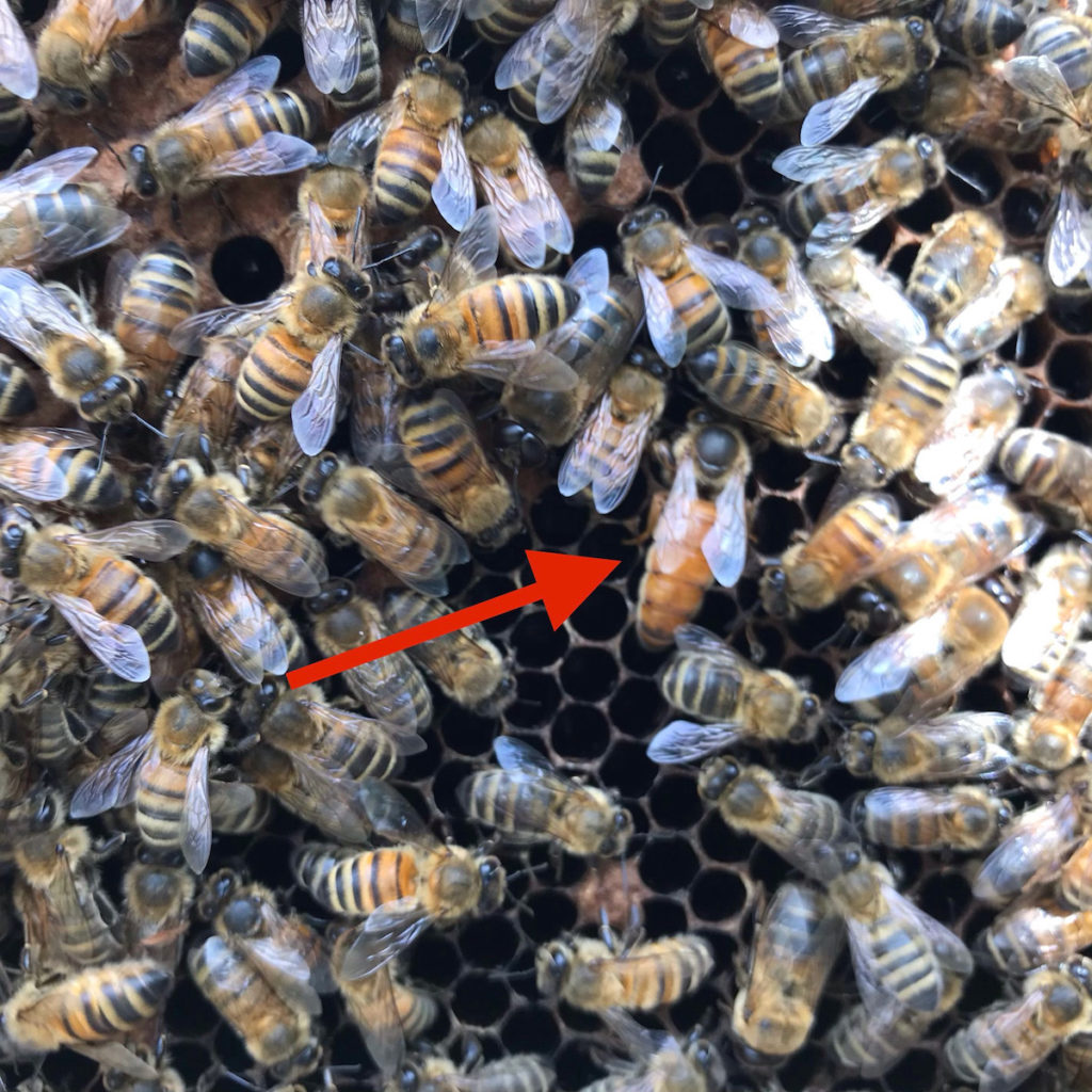 5 Frame Bee Nuc Bee starter colony