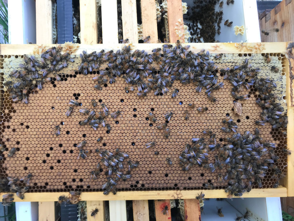 5 Frame Bee Nuc Bee starter colony