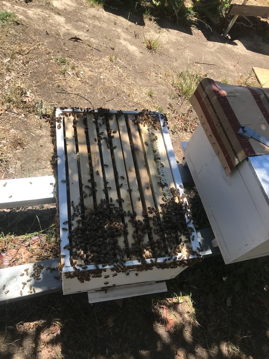 Beeswax, flowhive