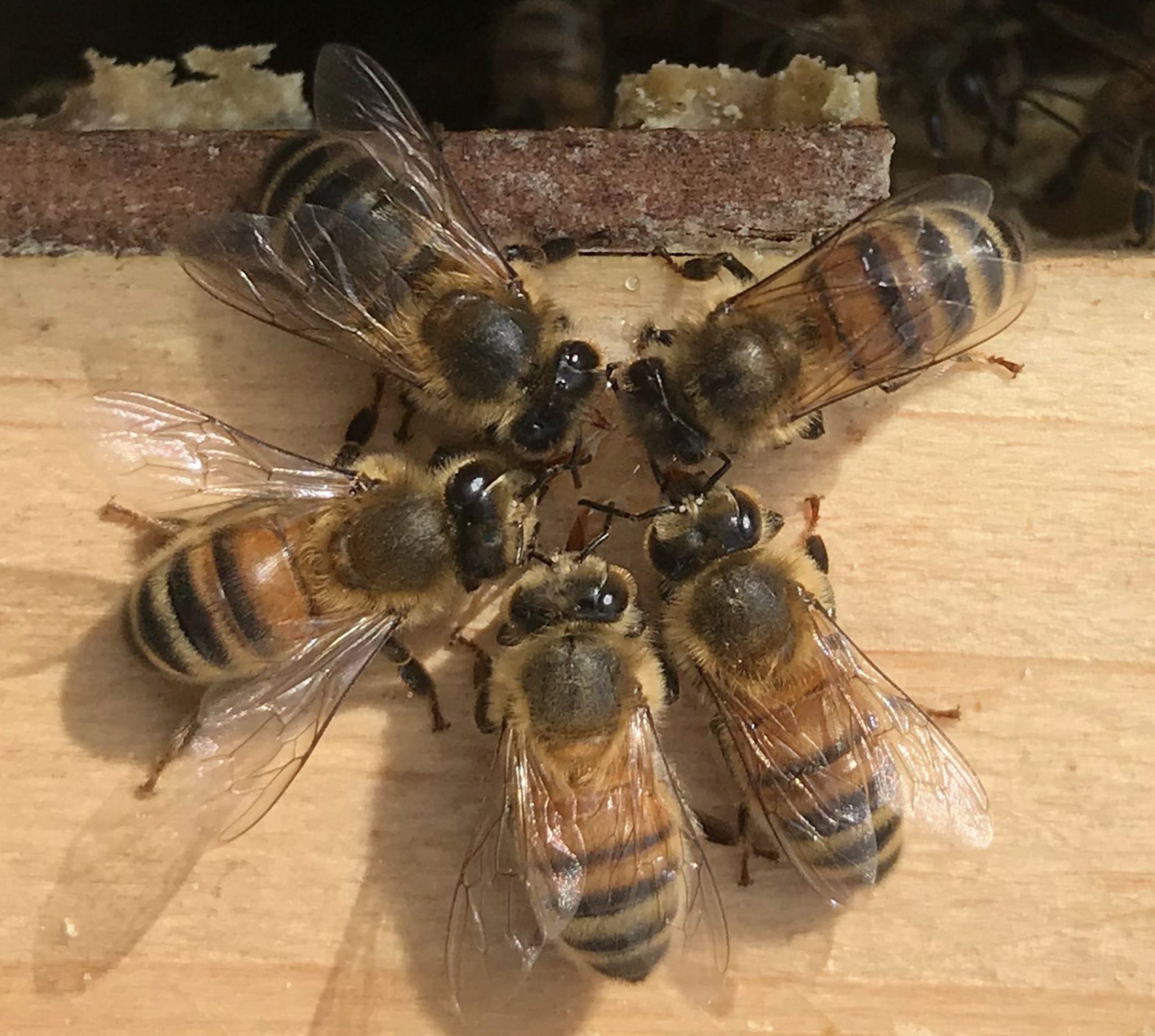 Master-Kelp - Seaweed extract for bees - Australian Bee Supplies