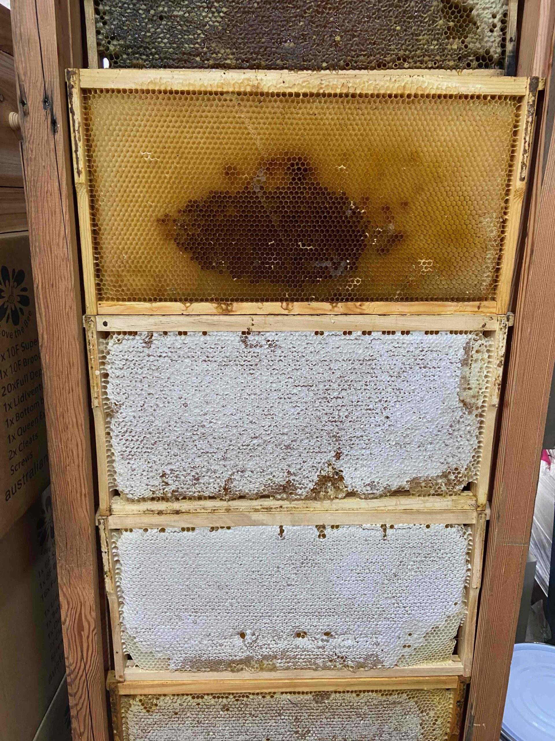 Honeycomb with Honey | Frame - Australian Bee Supplies