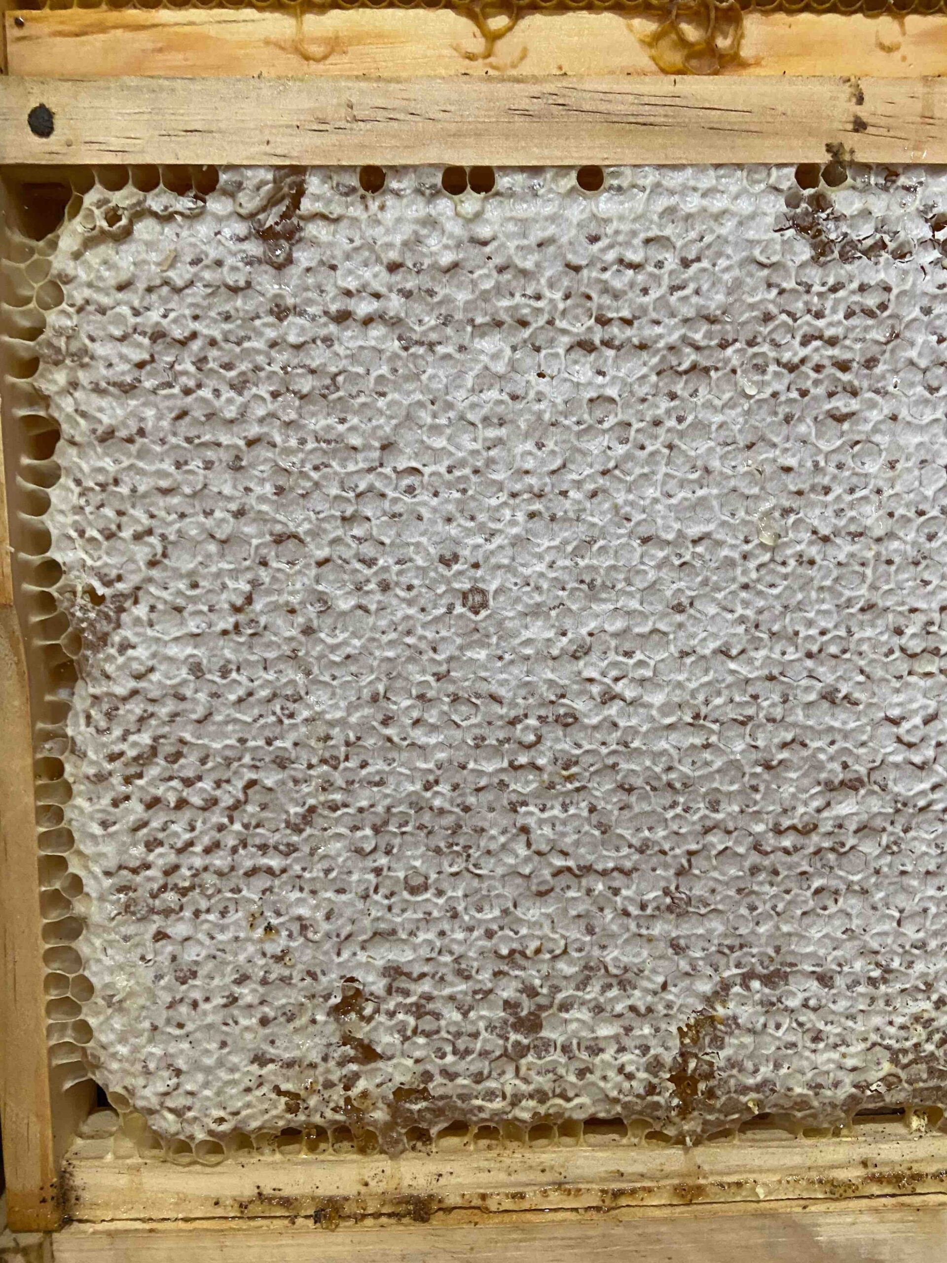 Honeycomb with Honey | Frame - Australian Bee Supplies