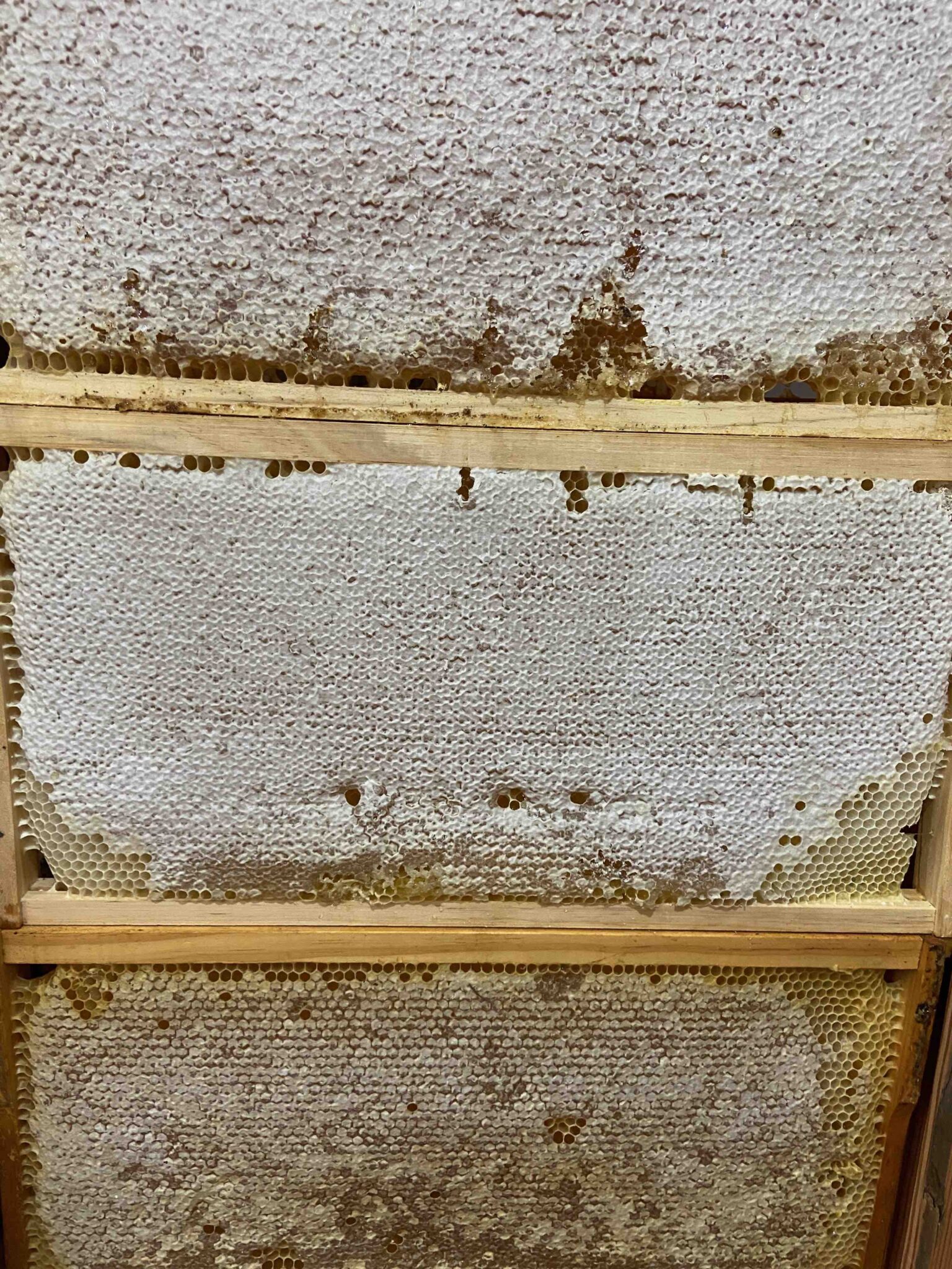 Honeycomb with Honey | Frame - Australian Bee Supplies